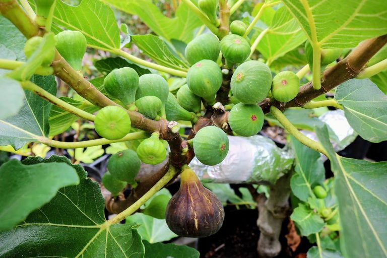 Timely Bounty: How Long Does It Take for a Fig Tree To Bear Fruit ...
